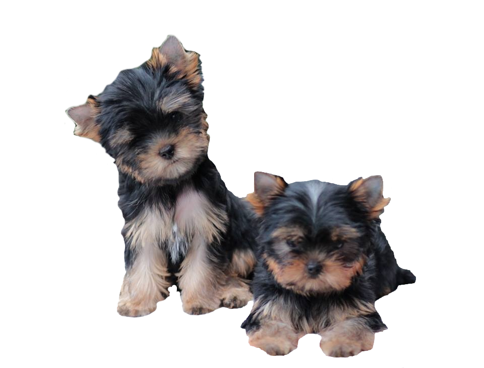 Elevage de Yorkshire – Elevage de Yorkshire situé dans la région centre ...