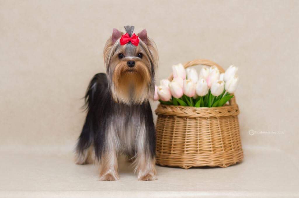 Copyright © 2025 Elevage de Yorkshire, propose ses chiots Yorkshire à ...