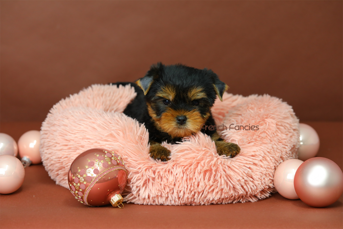 Chiots Yorkshire a vendre