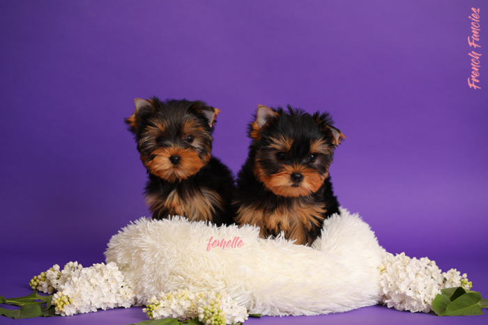 Chiot Yorkshire Nain et Toy