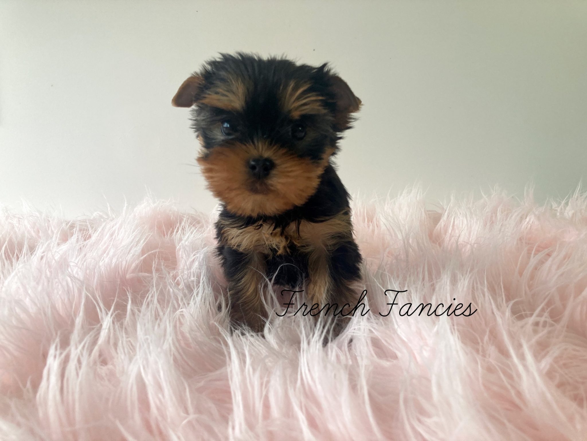 Chiots Yorkshire a vendre