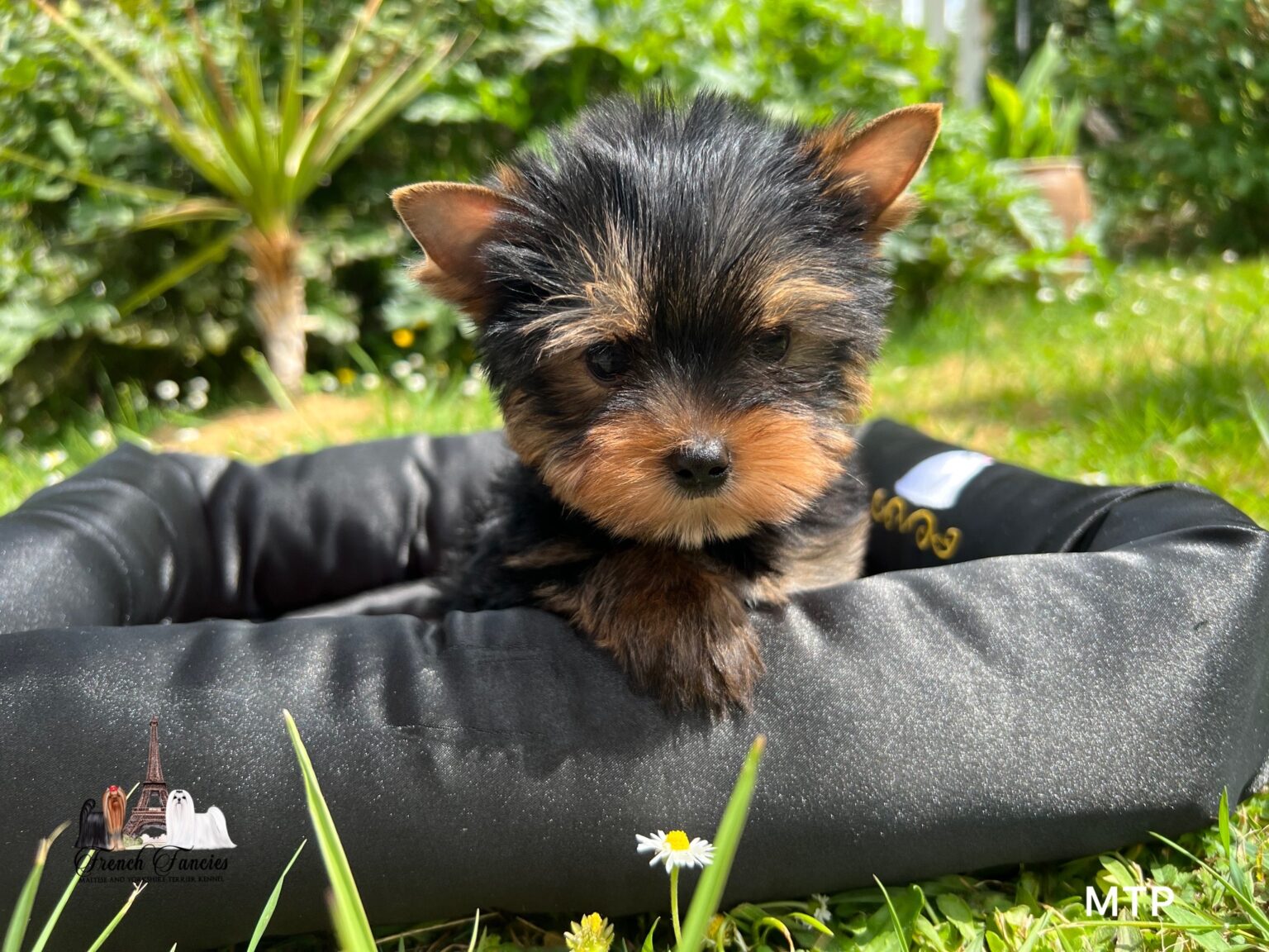 Chiots Yorkshire a vendre