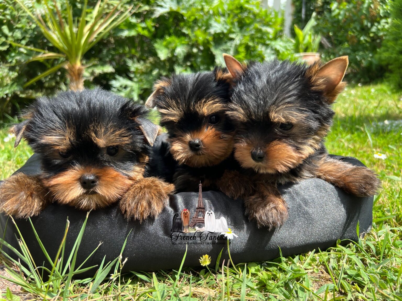 Chiots Yorkshire a vendre